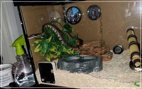 Why Is My Ball Python Trying To Escape Reptile Jam