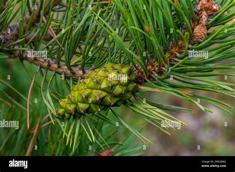 Male Female Pine Cones Hi Res Stock Photography And Images Alamy