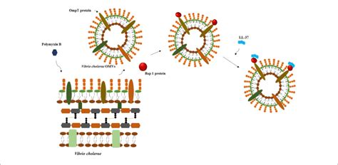 The Challenge Of Vibrio Cholerae With Sub Lethal Concentrations Of