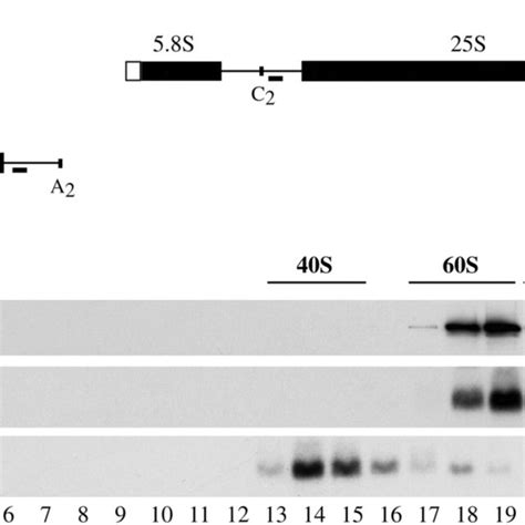 Yeast Pre Rrna And Processing A Structure Of The Yeast Pre Rrna Download Scientific Diagram