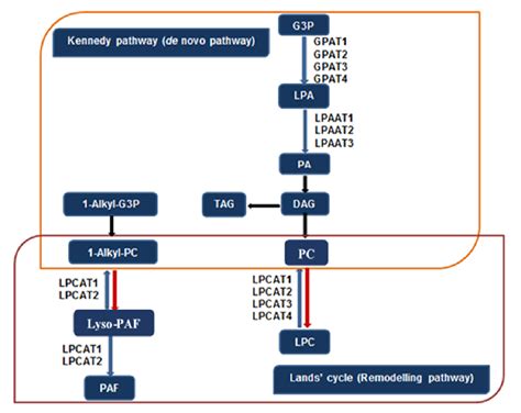 Figure 2 From The Role Of Lysophosphatidylcholine Acyltransferase 2