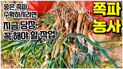 작년에 뽑고 남은 쪽파 이렇게 하시면 더 좋은 쪽파 수확 하실 수 있습니다 오늘 새참은 막걸리 Youtube