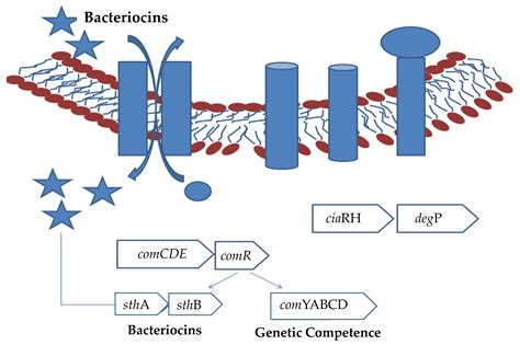 Lactic Acid Bacteria Lab Autochthonous And Probiotic Microbes For Meat Preservation And