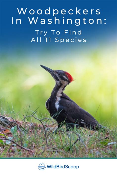 11 Species Of Woodpeckers In Washington State Smdr