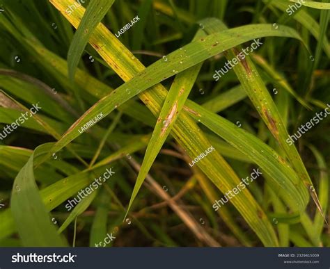 Fried Rice Disease Pictures