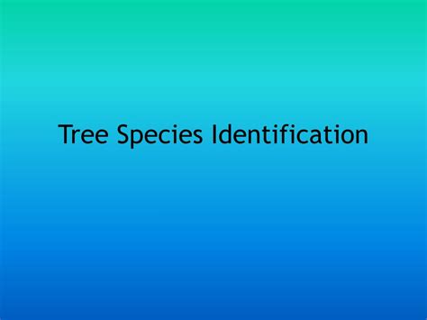 PPT Tree Species Identification PowerPoint Presentation Free Download ID 3436385