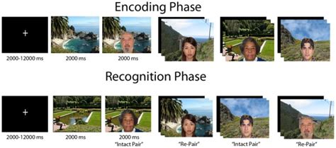 Figural Depiction Of Encoding And Recognition Phases Of Relational