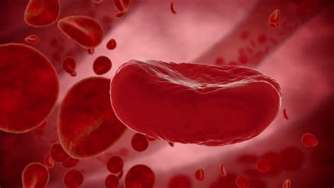 Blood Cell Eritrocite Inside Organism View Stock Footage Video Royalty Free