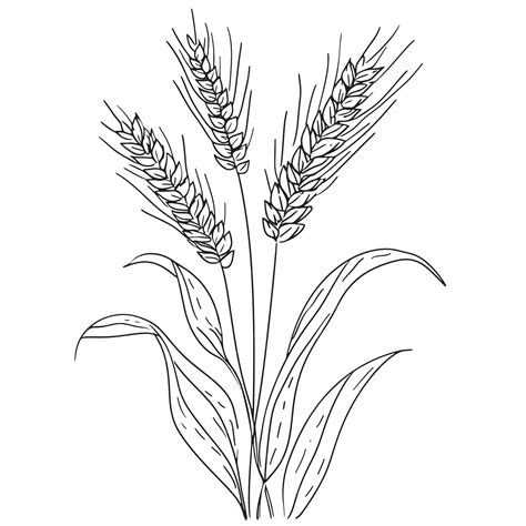 Premium Vector Elegant Line Drawing Of Summer Wheat Illustration For