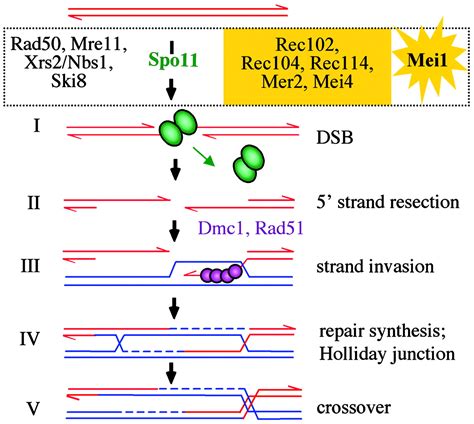 Seeking New Meiotic Genes Pnas