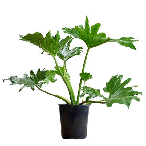 6 Philodendron Lickety Split The Botanical Bar