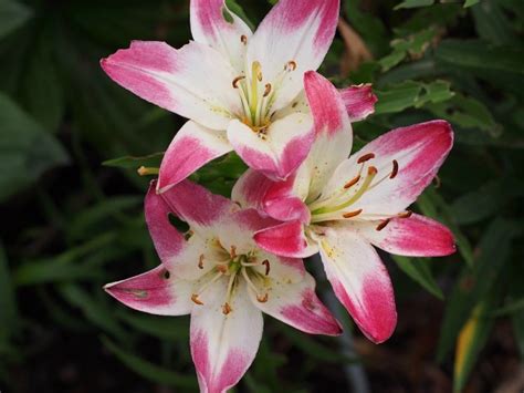 20 Most Popular Types Of Lily Plant How To Care And Grow Lily