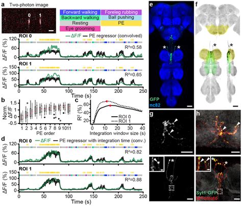 functional and anatomical properties of ascending neurons integrating
