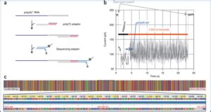 High-resolution transcriptome analysis with long-read RNA sequencing ...