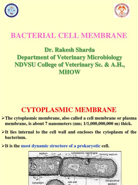 Bacterial Cell Membrane Pdf