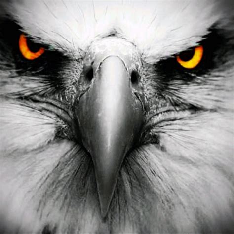 Eagle Eye Tattoo