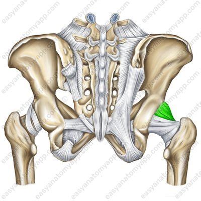 Hip Joint Easy Anatomy 3d