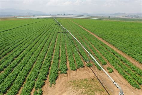 rovan liebenberg on linkedin potatoes