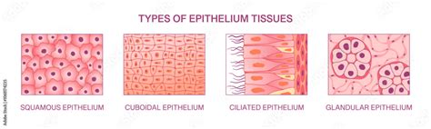 Types Of Epithelium Tissues Realistic Vector Scientific Medical
