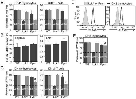 Effect Of Reducing Lck Or Fyn Levels On Polyclonal γδ T Cell Download Scientific Diagram
