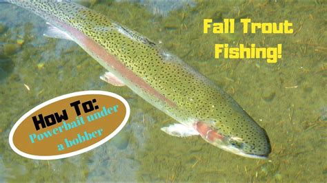 Bobber Rig For Trout