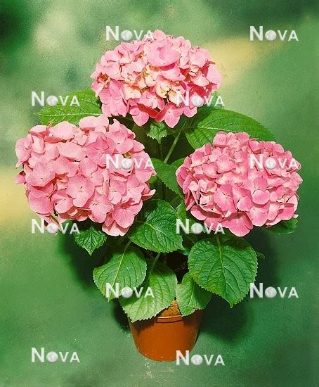 Hydrangea Macrophylla