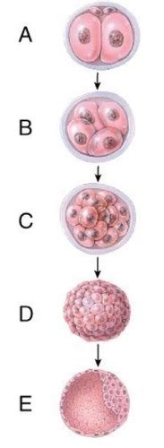 Bio 139 Chapter 29 Development And Inheritance Flashcards Quizlet