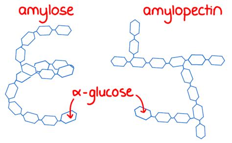 Starch Is A Mix Of Two Polysaccharides Called Amylose And Amylopectin