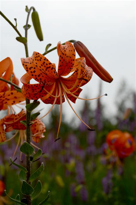 참나리 베롱나무 오마이 야생화 콩나물대제국