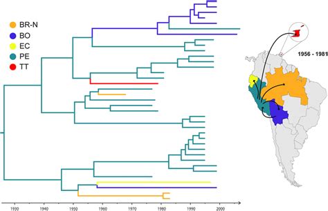 Time Scaled Bayesian Mcc Phylogeographic Tree Of The Yfv Genotype Ii