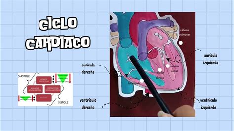 Fisiologia Cardiaca Youtube