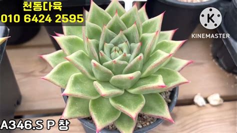 별 마리아 축송금 군생 경산마리아 S P 쪽빛에보니 설백군생 불새 철화 1202 Youtube