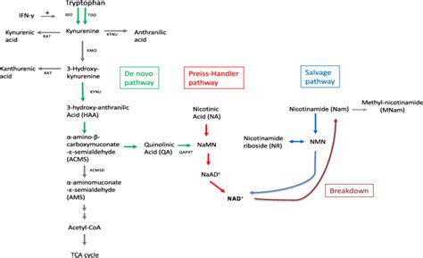 Schematic Representation Of Tryptophan And Nicotinamide Pathways