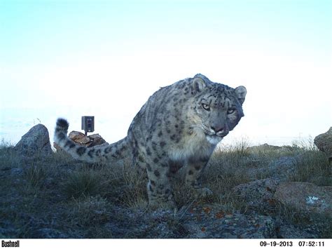 Цоохор ирвэсийг хамгаалах таван жилийн төсөл эхэллээ Wwf