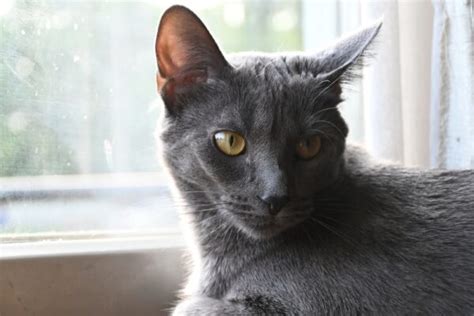 Cryptococcosis In Cats Great Pet Care