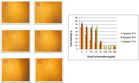 Mtt Assay Diagram For Different Concentrations Of Apigenin Cells Were