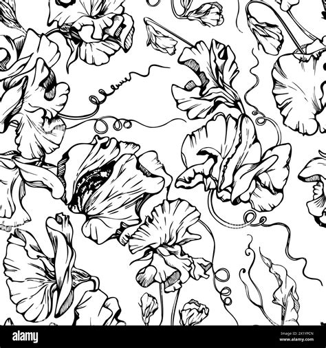 Hand Drawn Vector Graphic Ink Illustration Botanical Flowers Leaves Sweet Everlasting Pea