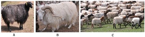 Coat Color Variation Of Tibetan Sheep A Solid Black B Solid White