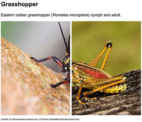 Grasshopper Description Insect Types Characteristics Nymph