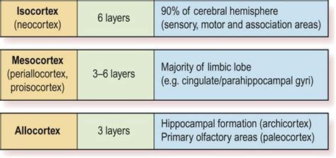 Neurons And Glial Cells Neupsy Key