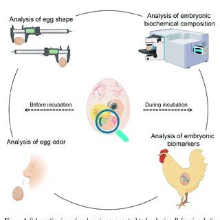 Schematic View Of Early Avian Sex Control Technologies Before