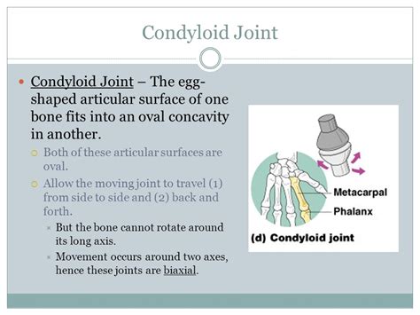 Skeletal System Part Ppt Video Online Download