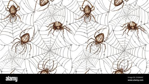 Eerie Cobweb Abstract Pattern Cut Out Stock Images And Pictures Alamy