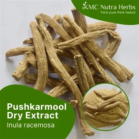 Pushkarmool Dry Extract At ₹ 545 Kg In Corbett Id 2850460863588