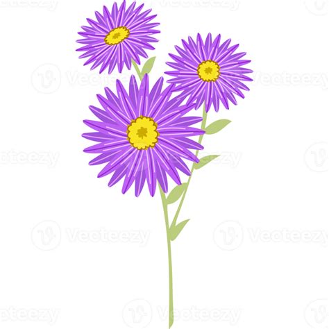 Aster Flower Bloom 52325955 Png