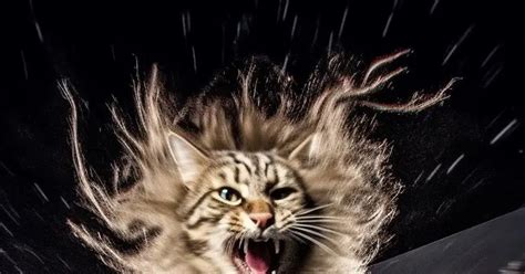 Heavy Meowmetal Пикабу