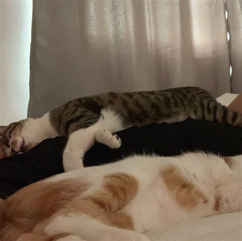 고양이 신뢰하는 사람 앞에서 자는 모습 6가지 비마이펫 라이프