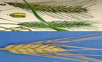 Wheat Rye Difference Between Wheat Rye
