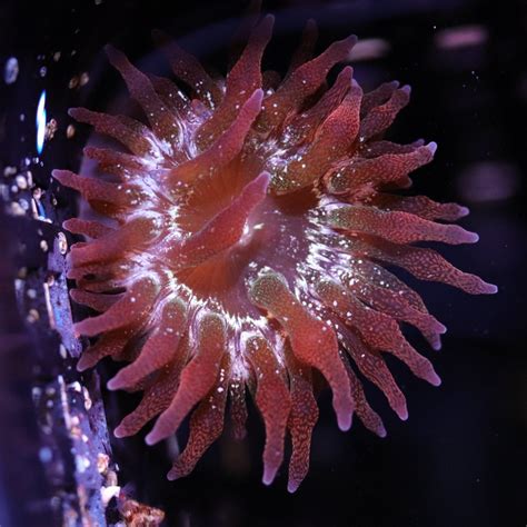 Mini Rose Bubble Tip Anemone Small Live Freshwater Fish And Aquarium