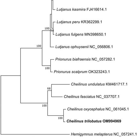 maximum likelihood ml phylogenetic tree based on the complete